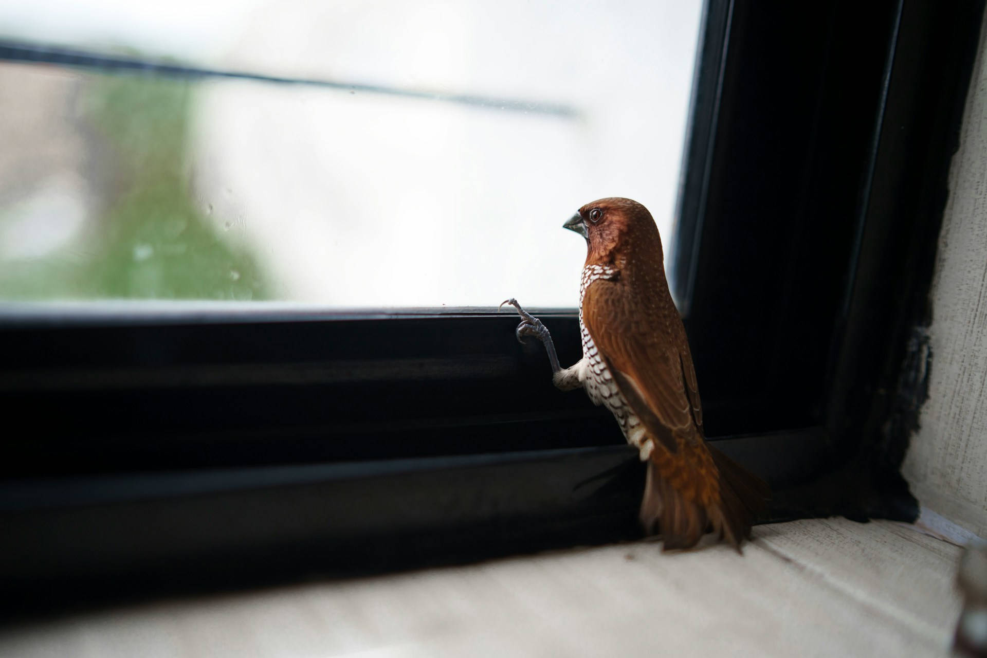 Bird Safety Window Film | Tennessee Film Solutions